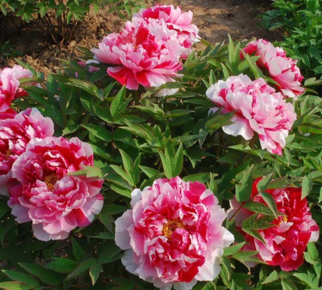 "Shima-Nishiki" large flower Japanese tree peony – Phytu