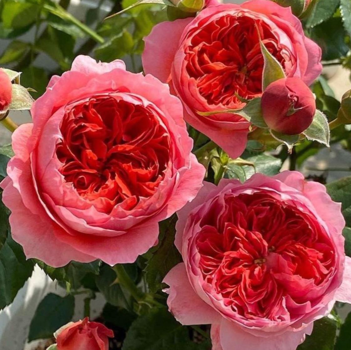 Cinnabar bowl (Zhu sha wan) rose plant wedding garden large flower bus ...