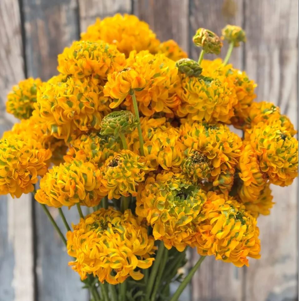 Cloni Pon Pon Merlino yellow ranunculus – Phytu