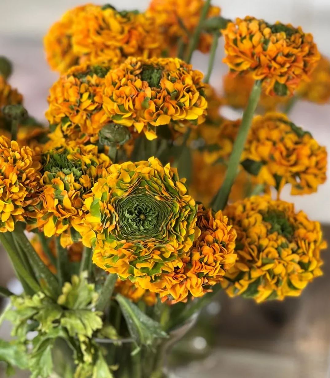 Cloni Pon Pon Merlino yellow ranunculus – Phytu