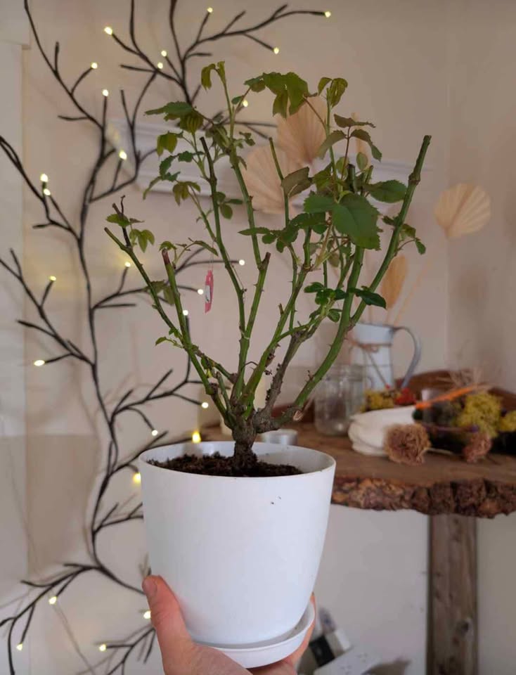 Mikoto rose plant – Phytu