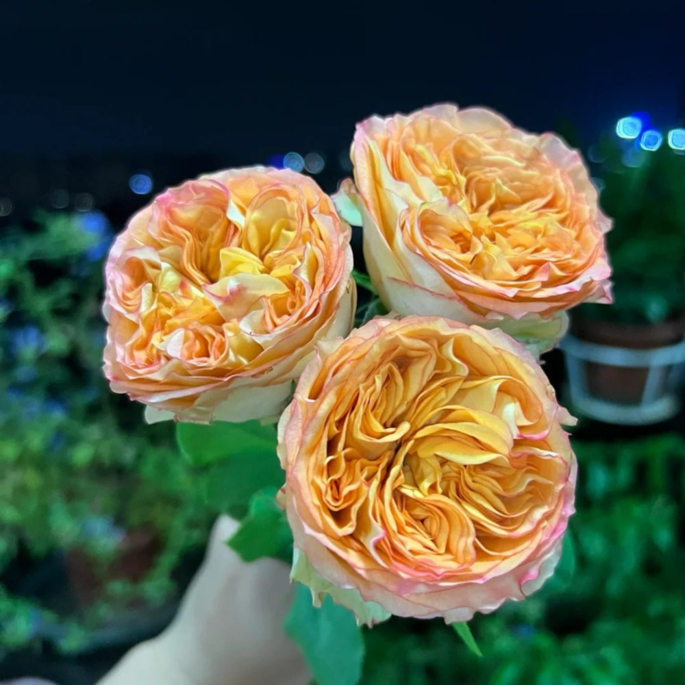 Summer garden rose plant flower bush shrub – Phytu