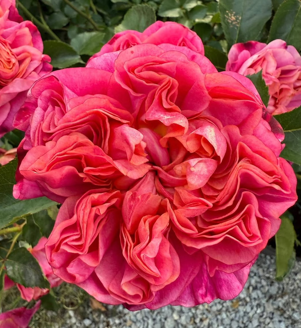 Moj garden rose plant large flower bush deciduous shrub – Phytu