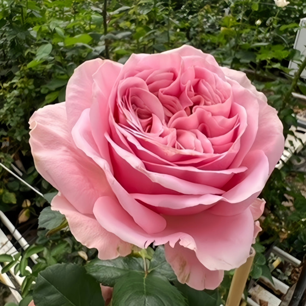 Nona lookalike garden rose plant flower bush shrub – Phytu