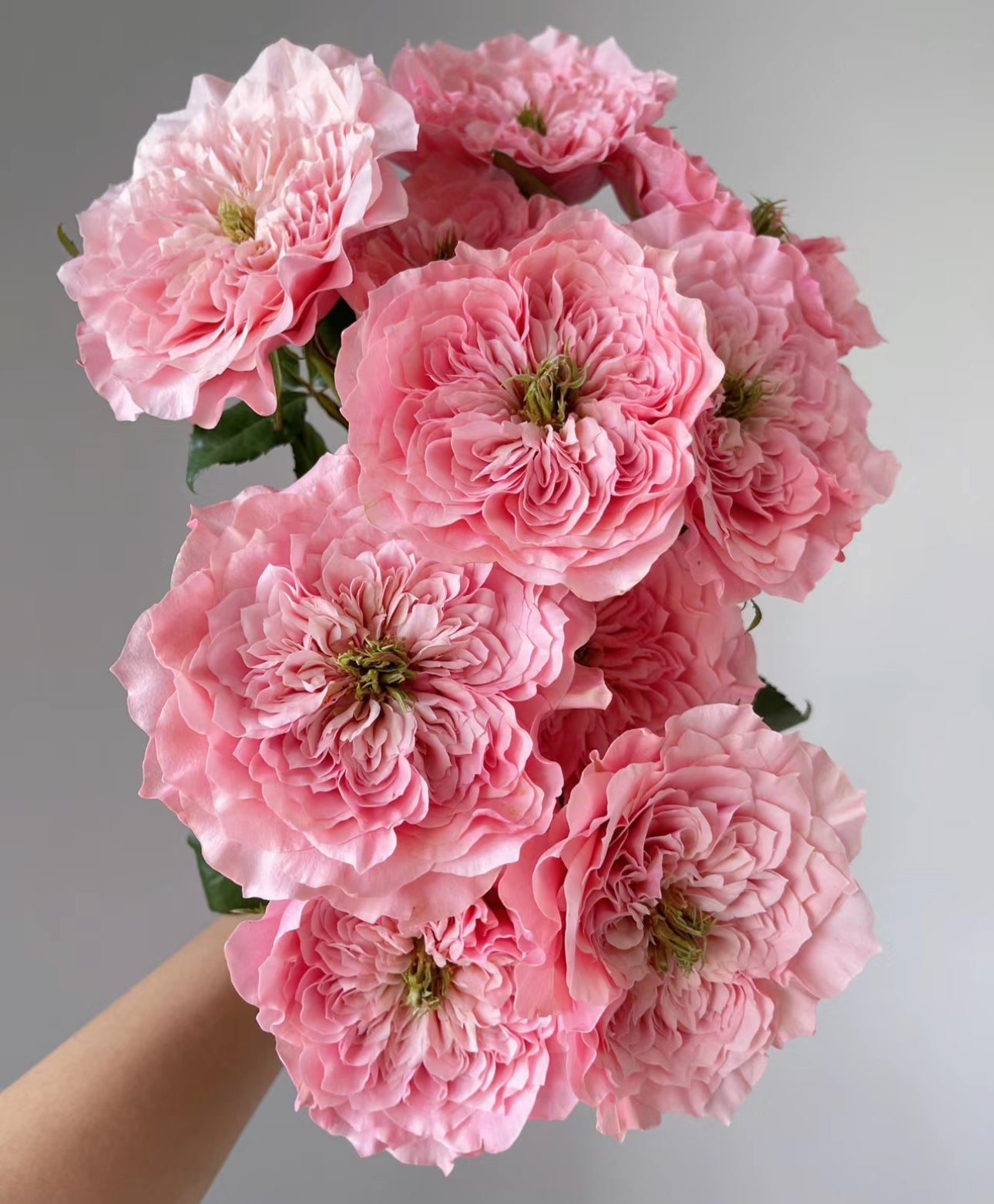 Mikoto rose plant – Phytu