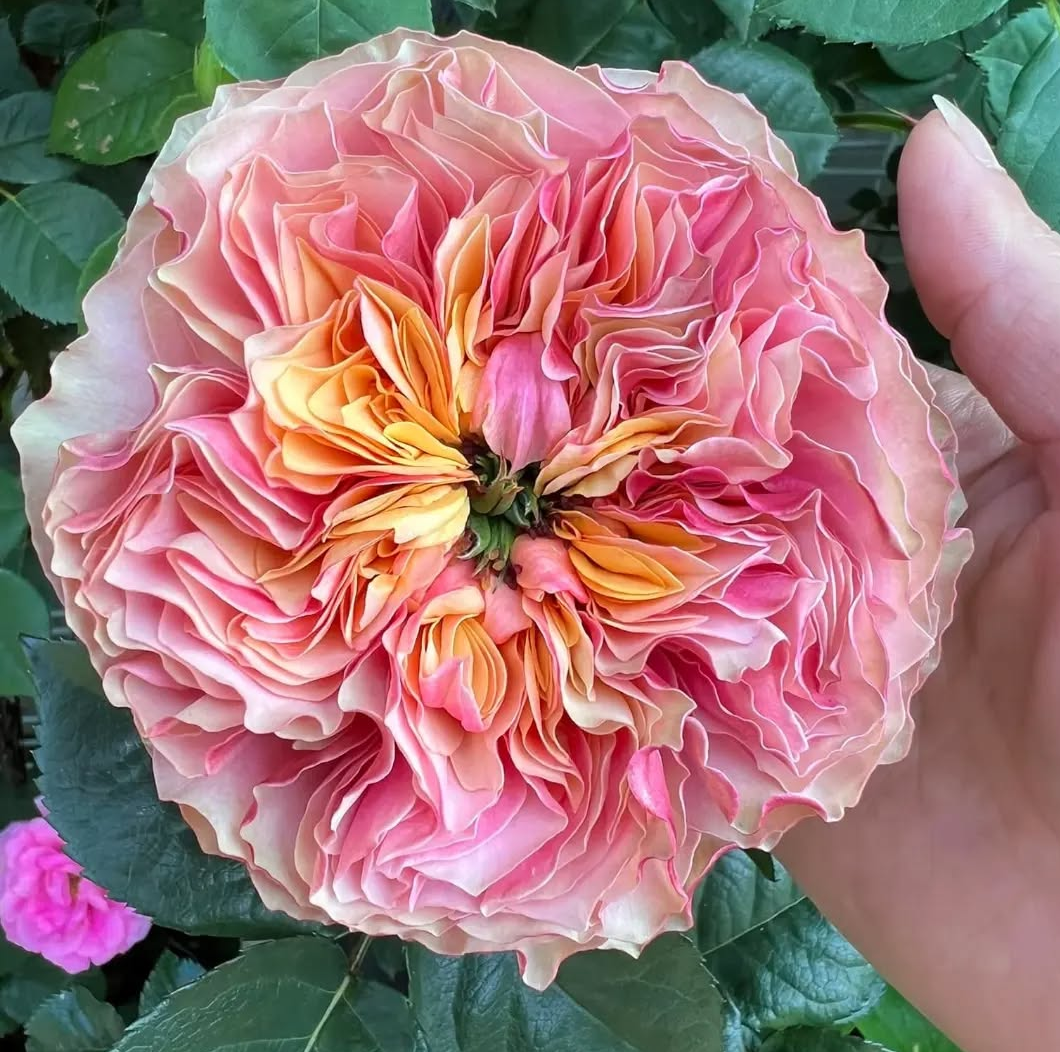 Kensington Garden rose plant flower bush shrub – Phytu