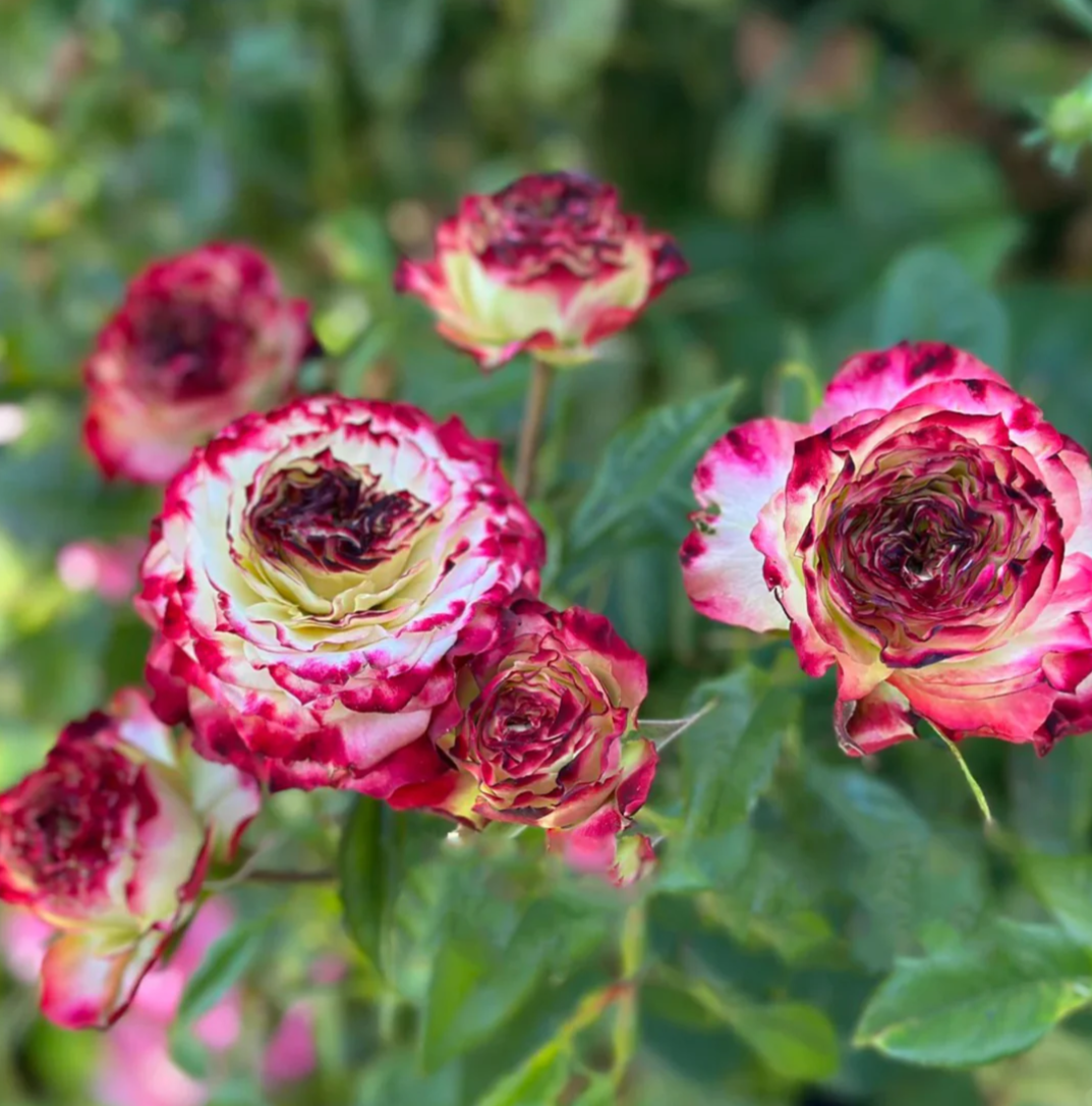 Apple Jack rose plant – Phytu
