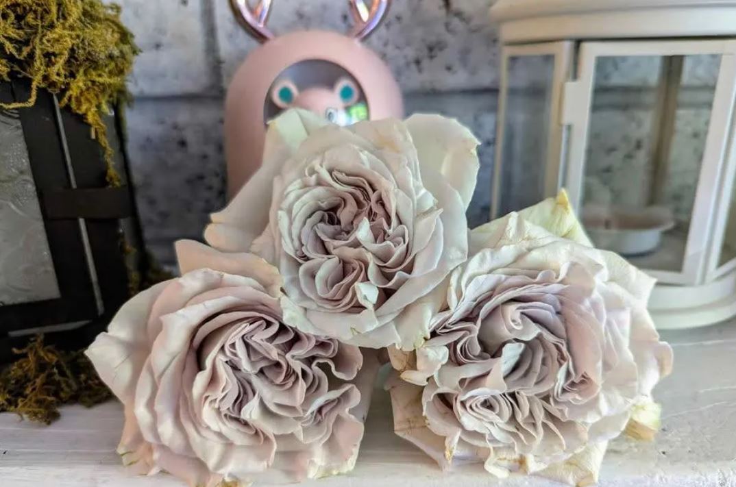 Westminster Abbey wedding garden rose plant large flower bush deciduou ...
